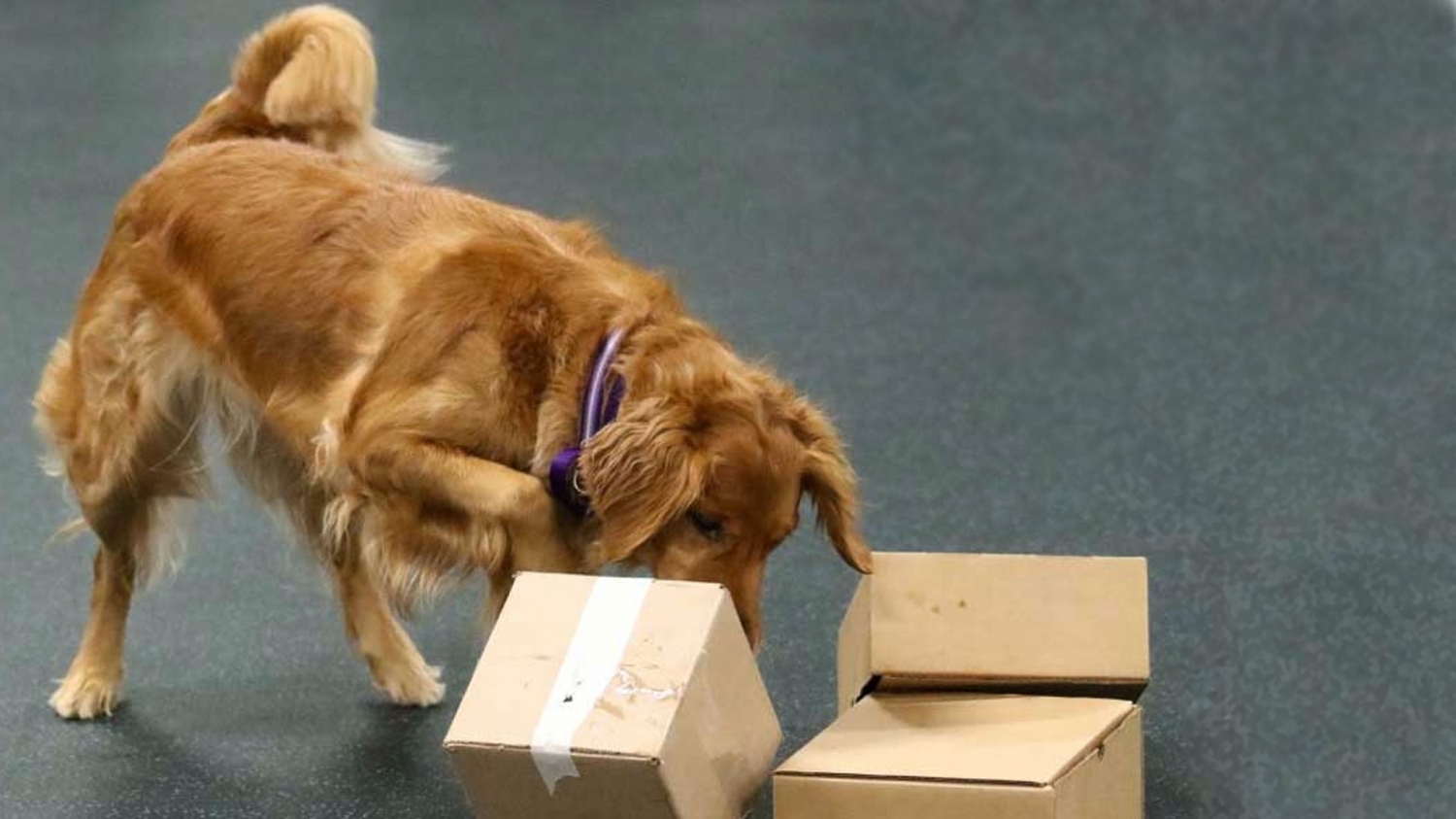 Dog Scent Work Training in Fountain Inn, SC | Dog Trainers